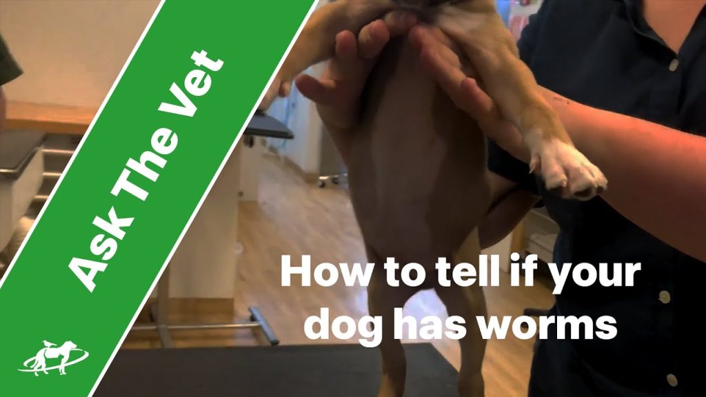 The Essential Guide to Worming Your Dog | Companion Animal Veterinary ...