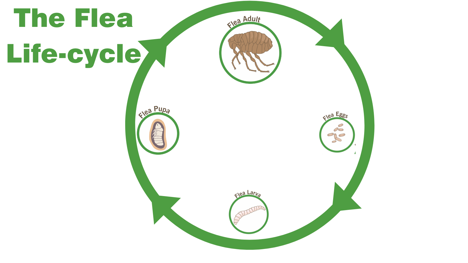 Understanding the Flea Life Cycle: A Key to Better Flea Control | Companion Animal Veterinary ...